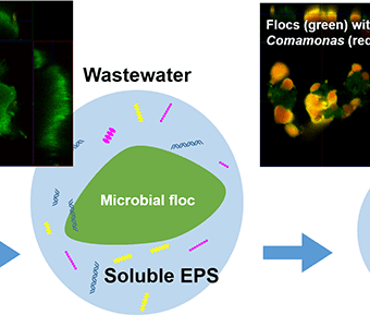 Finding the missing factor in wastewater treatment - SCELSE