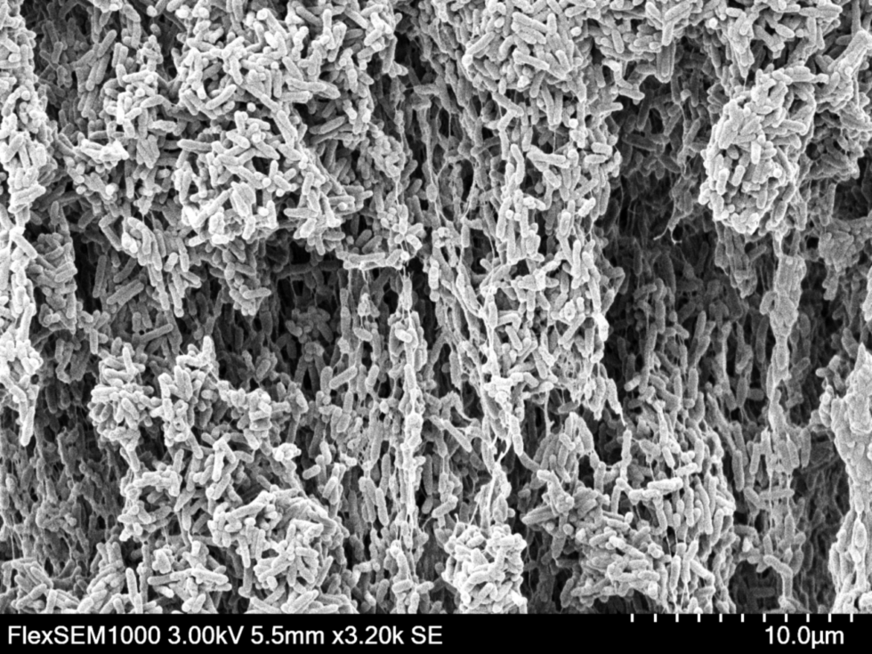 High-resolution imaging of biofilm architecture - SCELSE
