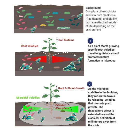 A signalling system for plant-associated beneficial biofilms - SCELSE